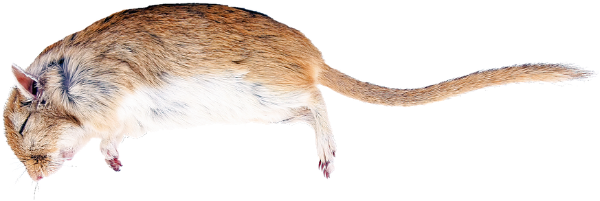 Rat, Death, Creature, Nature, Die, Mammal - Dead Mouse Animal ...