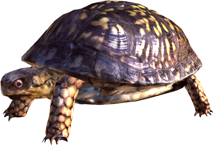 Box Turtle Png Free Download - Turtle Pictures Png Transparency Clipart ...