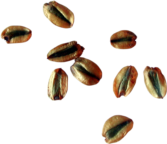 Seeds Png - Seed Clipart - Large Size Png Image - PikPng