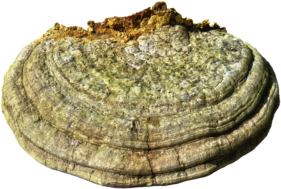 Tree Fungus, Mushroom, Sponge, Parasite - Igneous Rock Clipart - Large ...