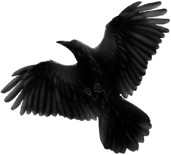 Black Bird Flying Png , Png Download - Black Bird Flying Transparent ...