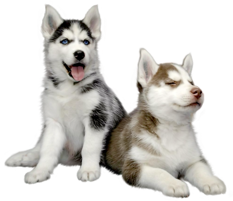 Husky Png Hd Photo - Husky Png Clipart - Large Size Png Image - PikPng