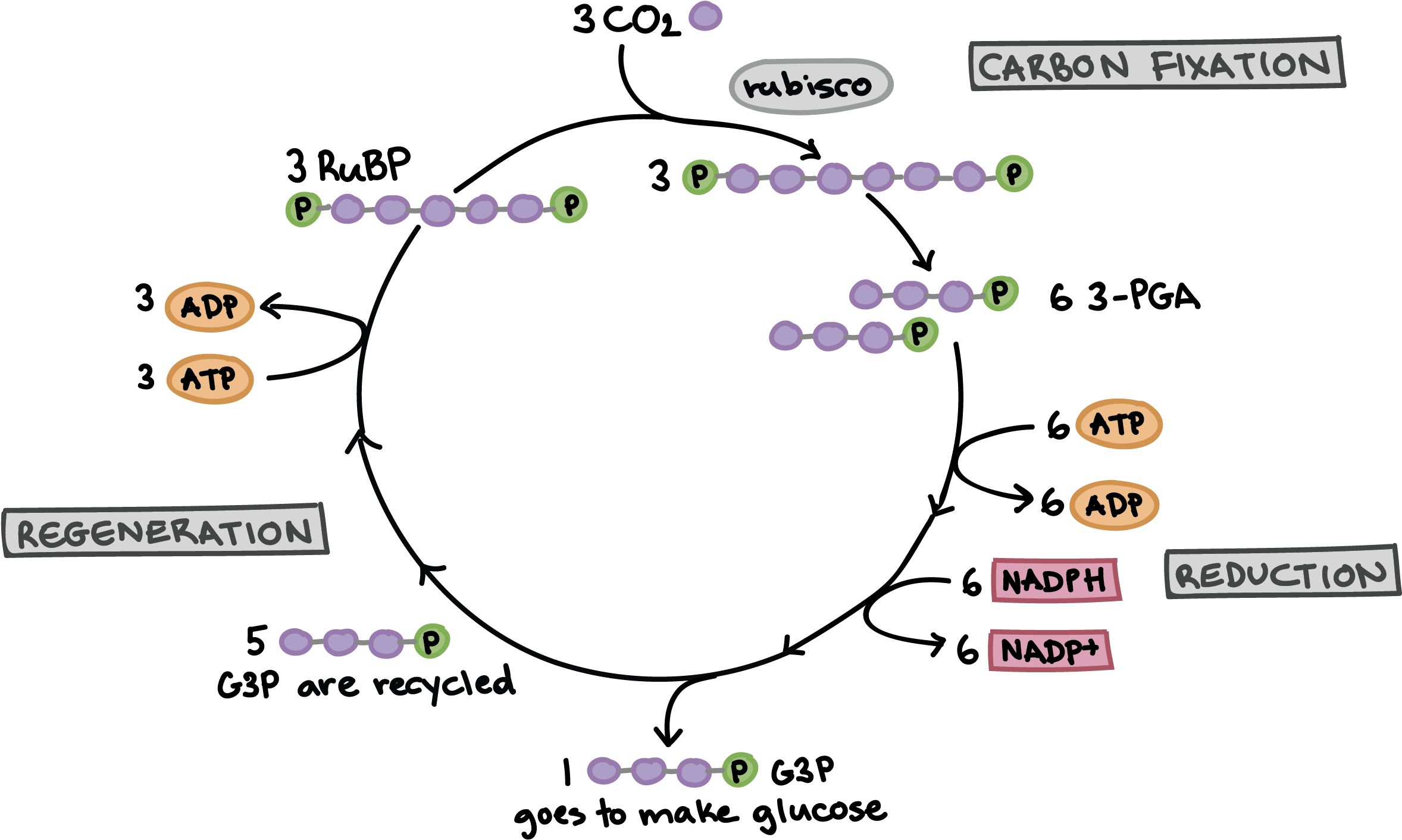 Download Diagram Of The Calvin Cycle, Illustrating How The Fixation ...