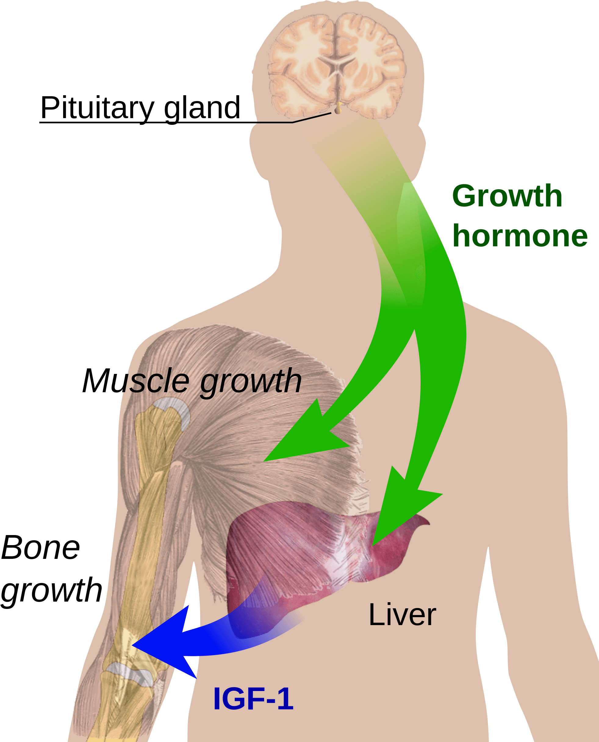 Endocrine Growth Regulation - Human Growth Hormone Diagram Clipart ...