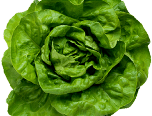 Lettuce Clipart Romaine Lettuce - Fejes Saláta Salata - Png Download ...