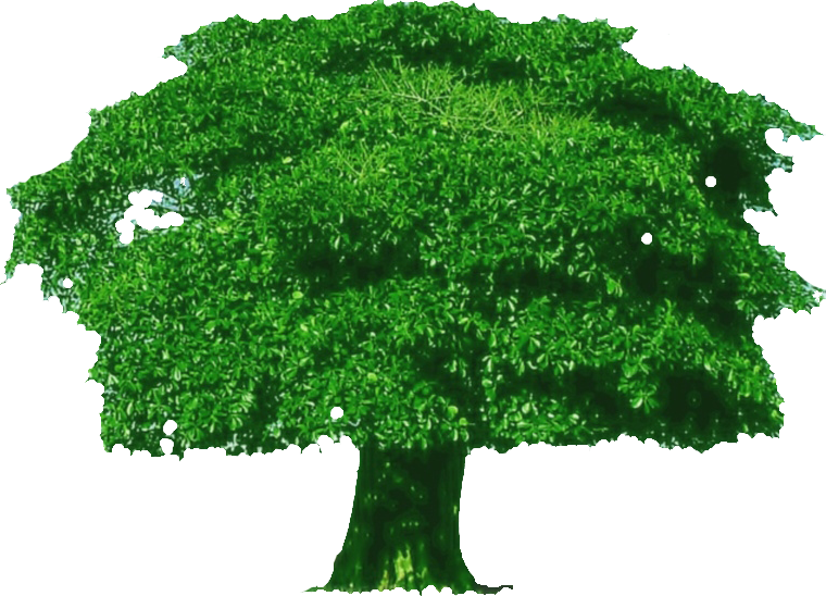 760 X 548 1 - Thick Tree Clipart - Large Size Png Image - PikPng