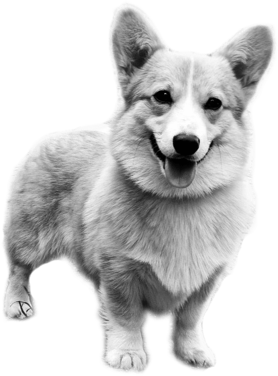 Celine Angelia Welsh Corgi - Dorgi Clipart - Large Size Png Image - PikPng