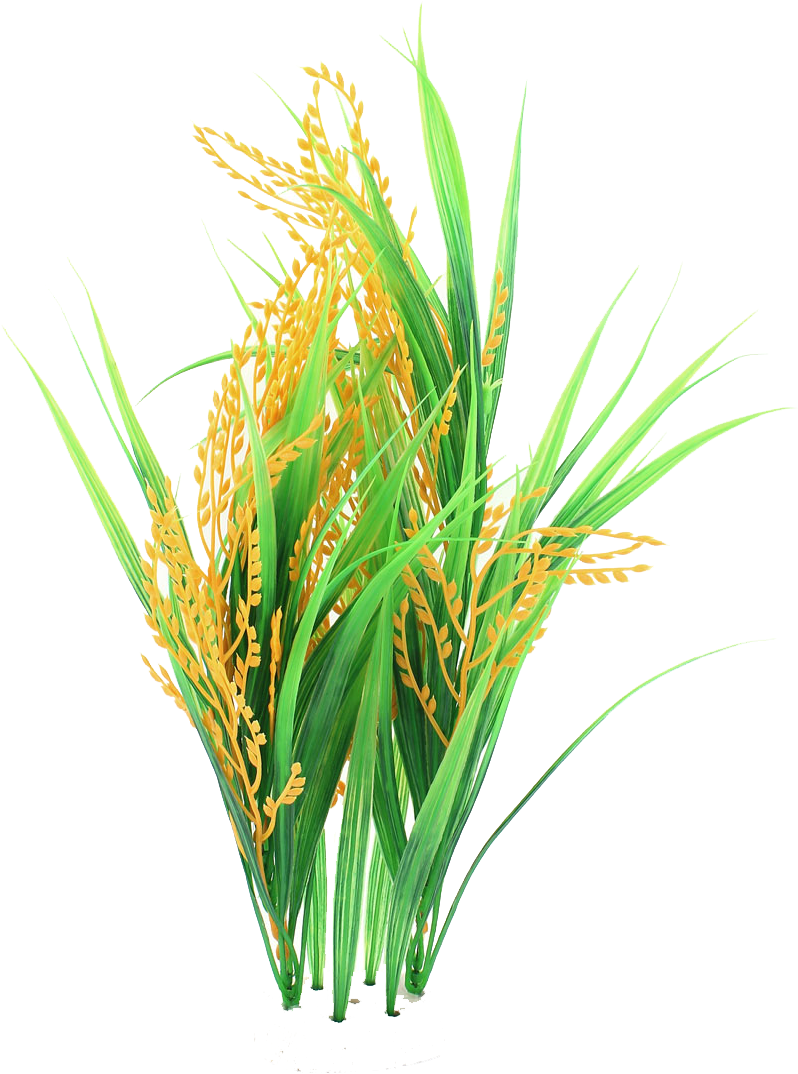 Rice Png Picture - Rice Png Clipart - Large Size Png Image - PikPng