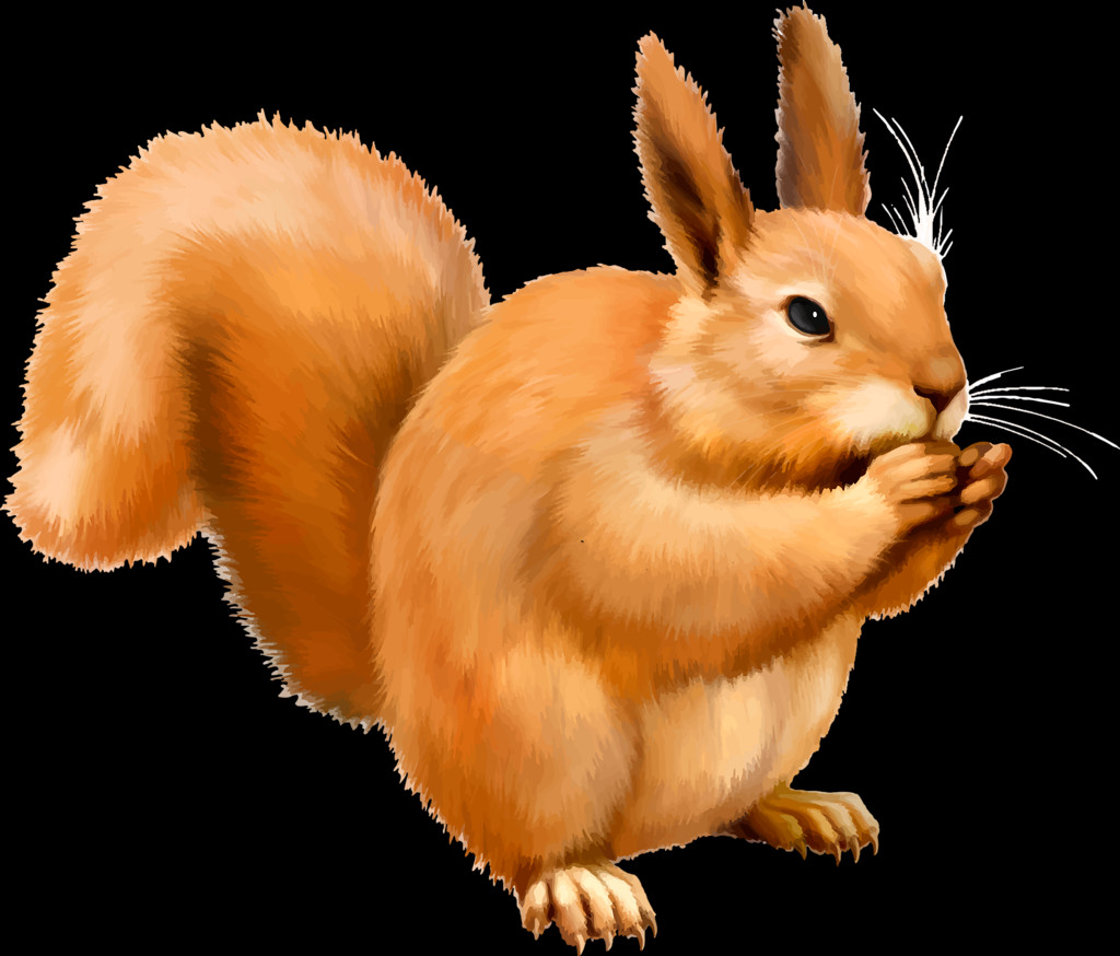 Eurasian Red Squirrel Clipart - Large Size Png Image - PikPng