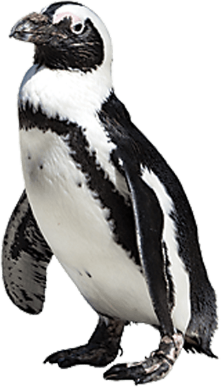 700 X 700 1 - African Penguin Png Clipart - Large Size Png Image - PikPng