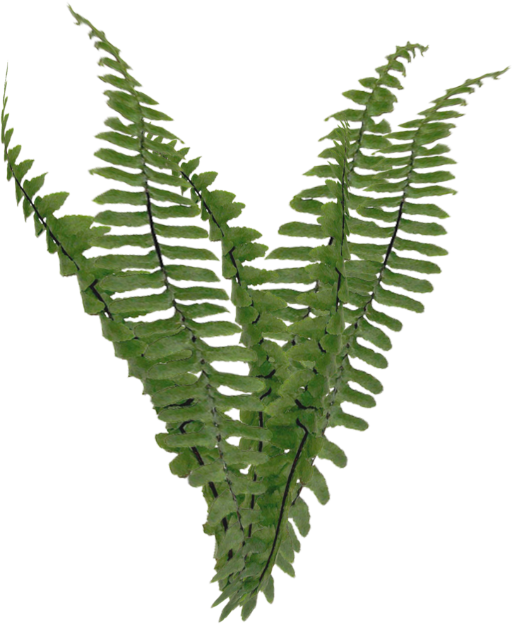 Ferns Png - Transparent Background Png Foliage Clipart - Large Size Png ...