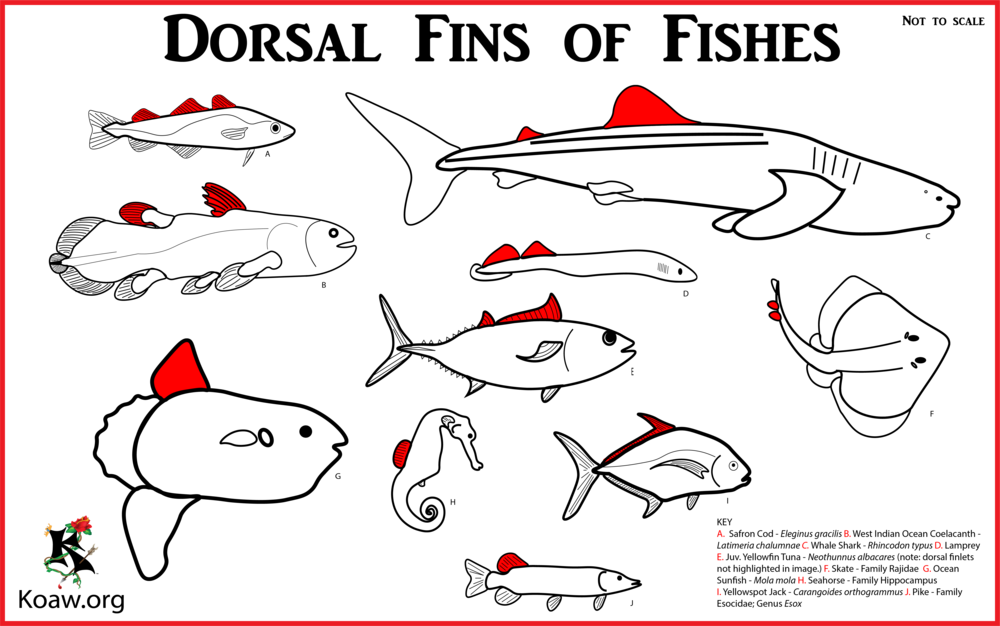 Dorsal Fin With Multiple Species - Types Of Pectoral Fins Clipart ...