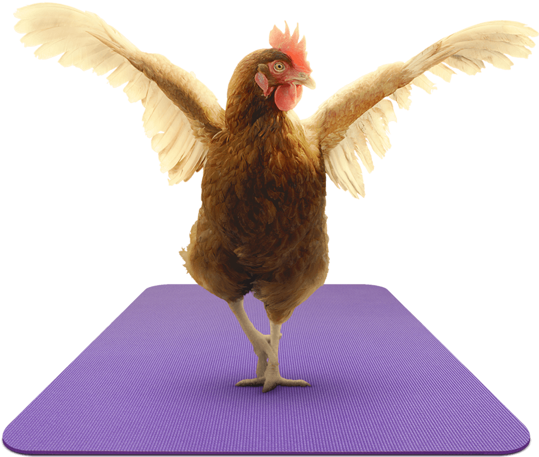 Zen Hens - Zen Hen Clipart - Large Size Png Image - PikPng