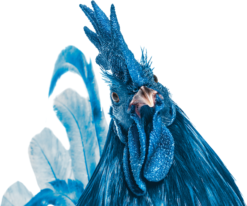 Blue Hen - Turkey Clipart - Large Size Png Image - PikPng