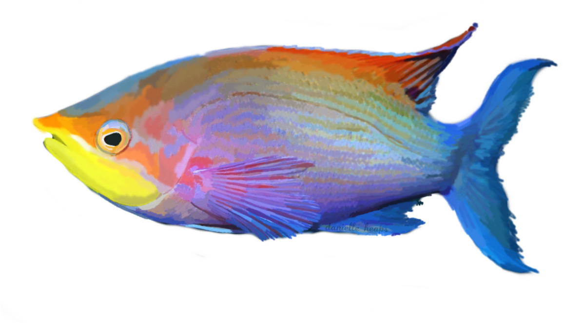 Tropical Fish Png Clipart - Large Size Png Image - PikPng