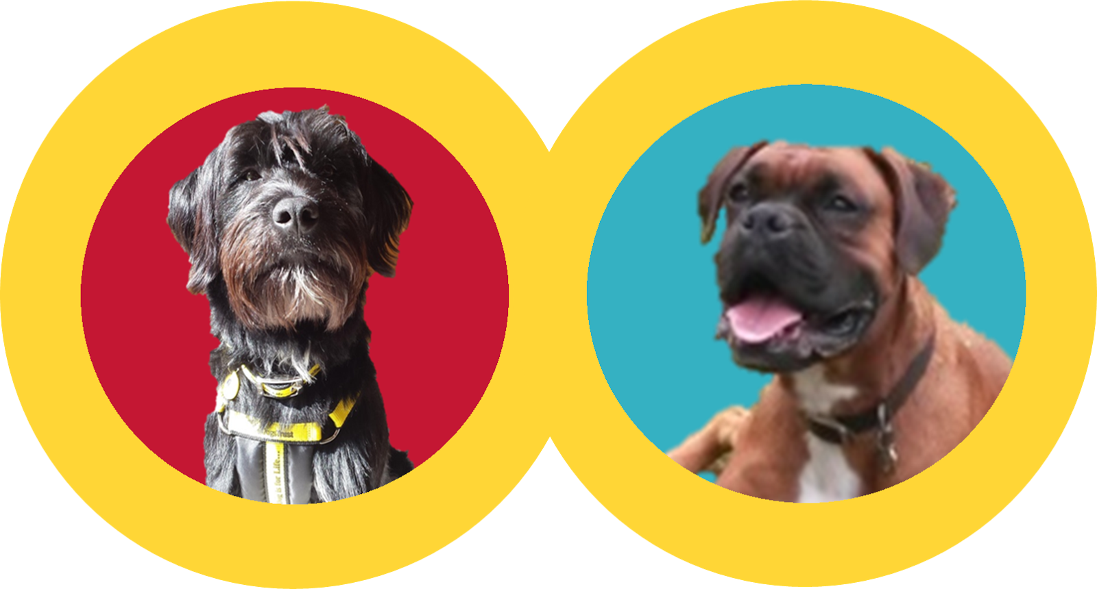 Dogs Trust Education Corner - Boxer Clipart - Large Size Png Image - PikPng