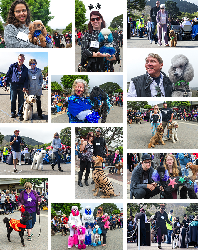 Poodle Day Parade Winners - Collage Clipart - Large Size Png Image - PikPng