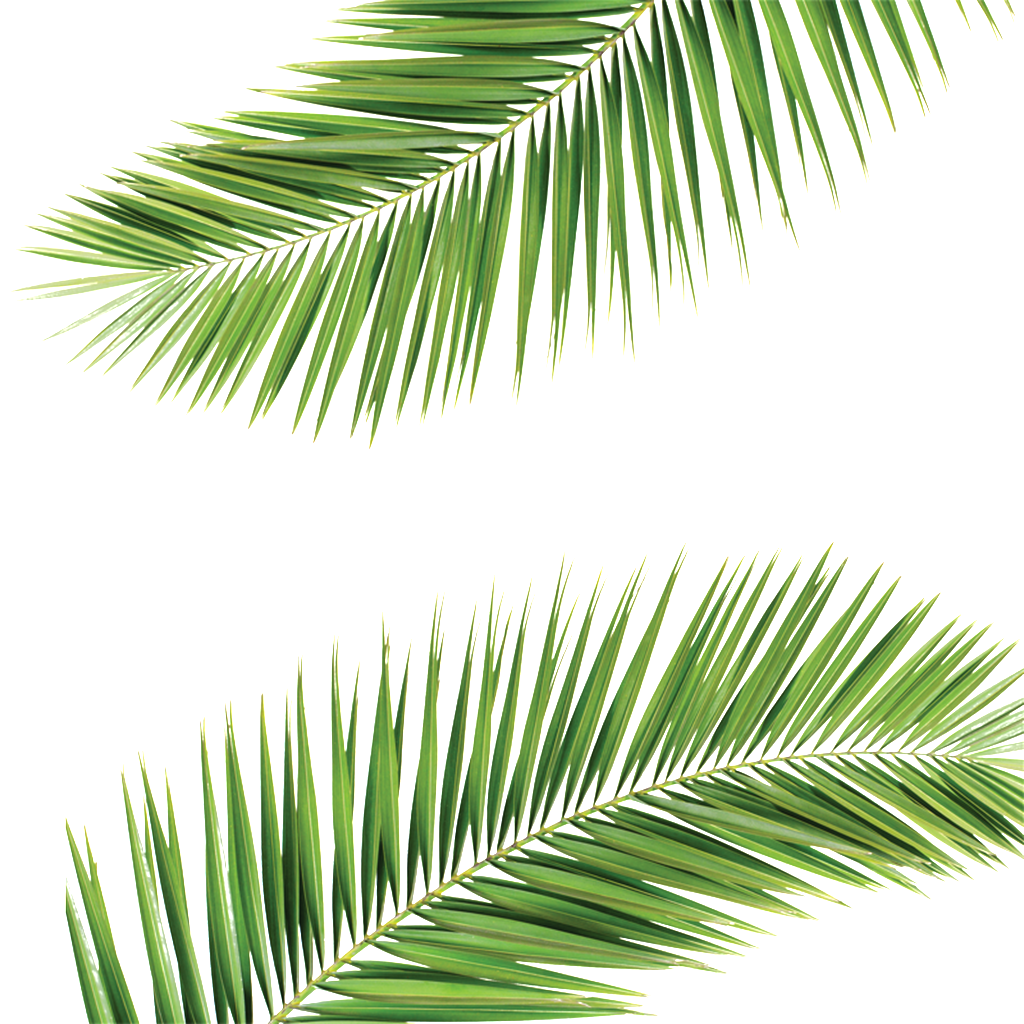 Download Palm Frond Transparent Background , Png Download Clipart Png ...