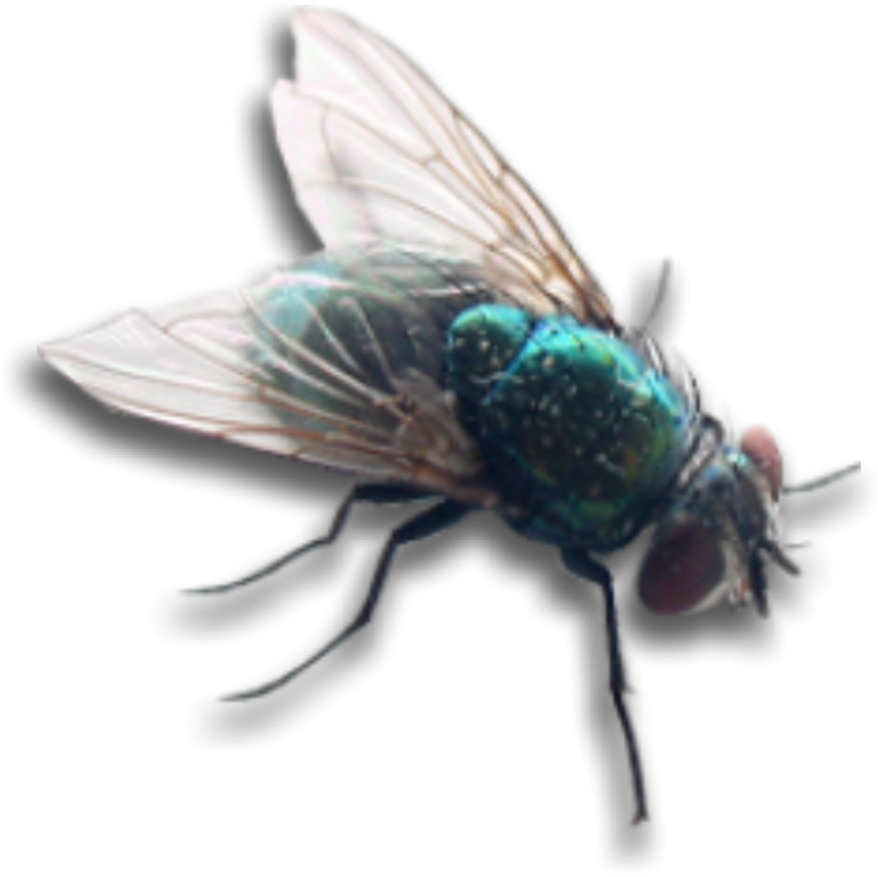 Housefly Fly Bug Insect Wings Overlay Decoration Decal - Fly Clipart ...