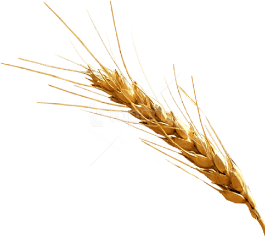Free Png Barley Png Images Transparent - Barley Png Clipart - Large ...