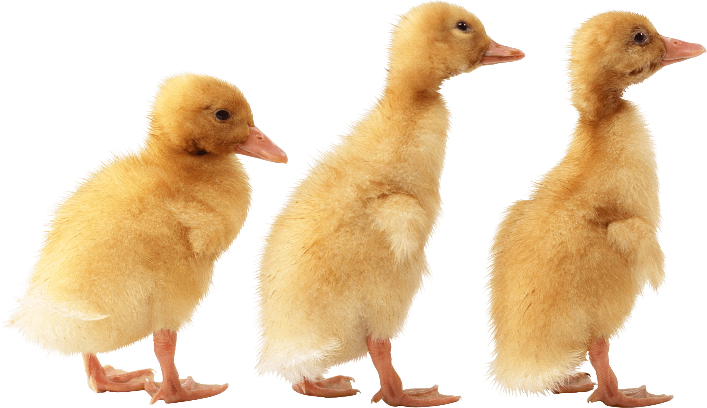 3 Little Cute Ducklings - Duckling Png Clipart - Large Size Png Image ...