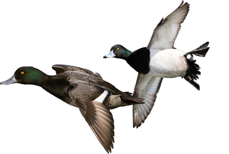Duck Hunt Duck Png - Mallard Clipart - Large Size Png Image - PikPng