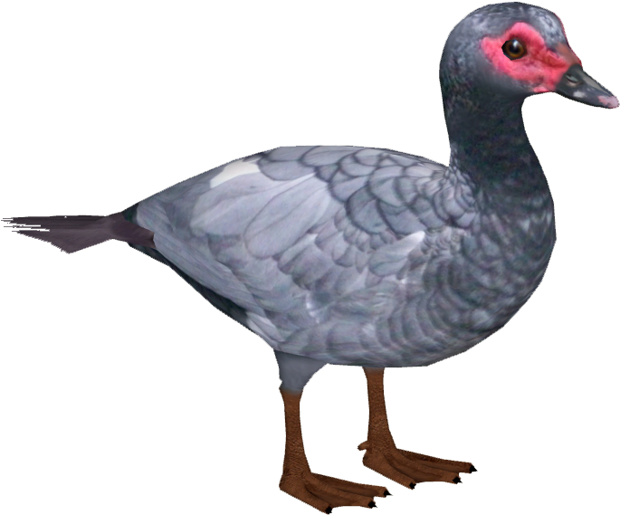 Domestic Muscovy Duck - Muscovy Duck Png Clipart - Large Size Png Image ...