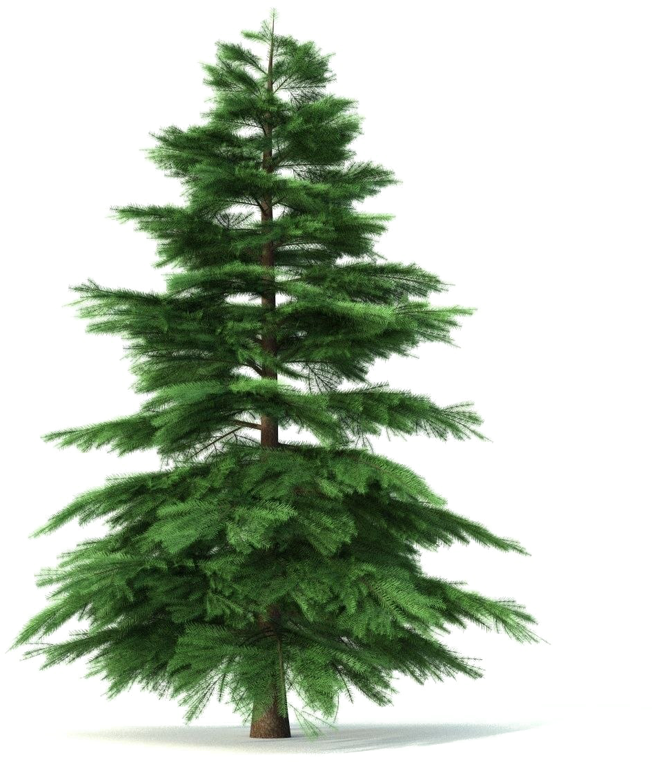 Fir-tree Png Pic - Fir Tree Growth Clipart - Large Size Png Image - PikPng