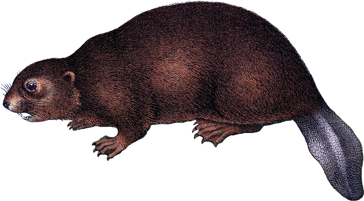 Beaver Png Background Image - Beaver Png Clipart - Large Size Png Image ...