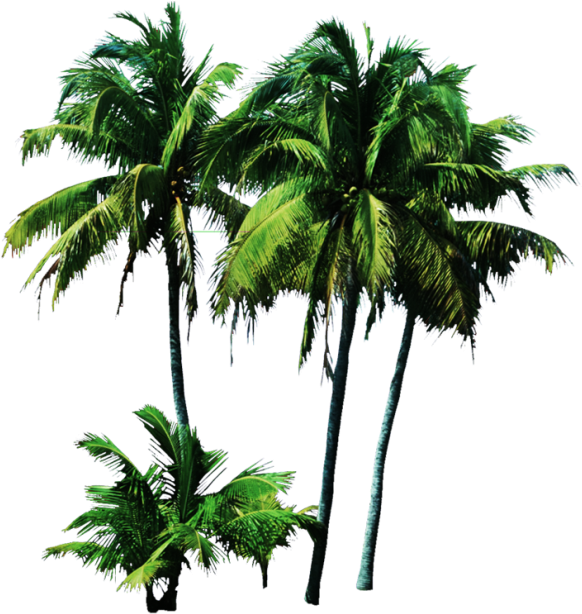 Palm Png For Psd Clipart - Large Size Png Image - PikPng