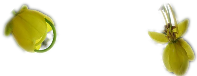 Konnapoo Png - Konnapoo Images Hd Png Clipart - Large Size Png Image ...