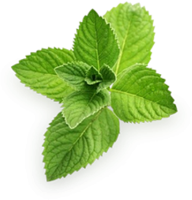 Sale Pudina - Mint Png Clipart - Large Size Png Image - PikPng