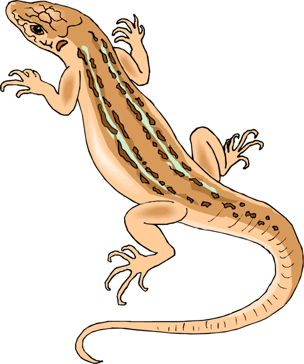 Iguana Clipart Wild Animal - Clipart Lizard - Png Download - Large Size ...