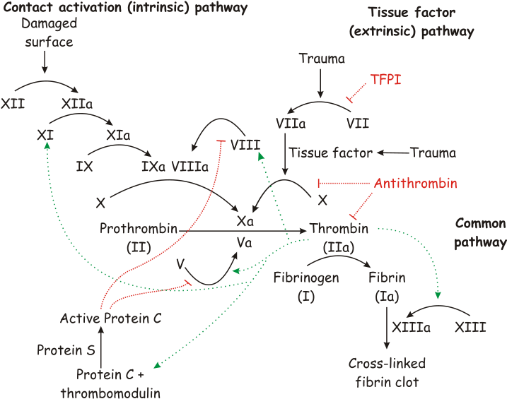 Blood Coagulation - Coagulation Cascade Heparin Warfarin Clipart ...
