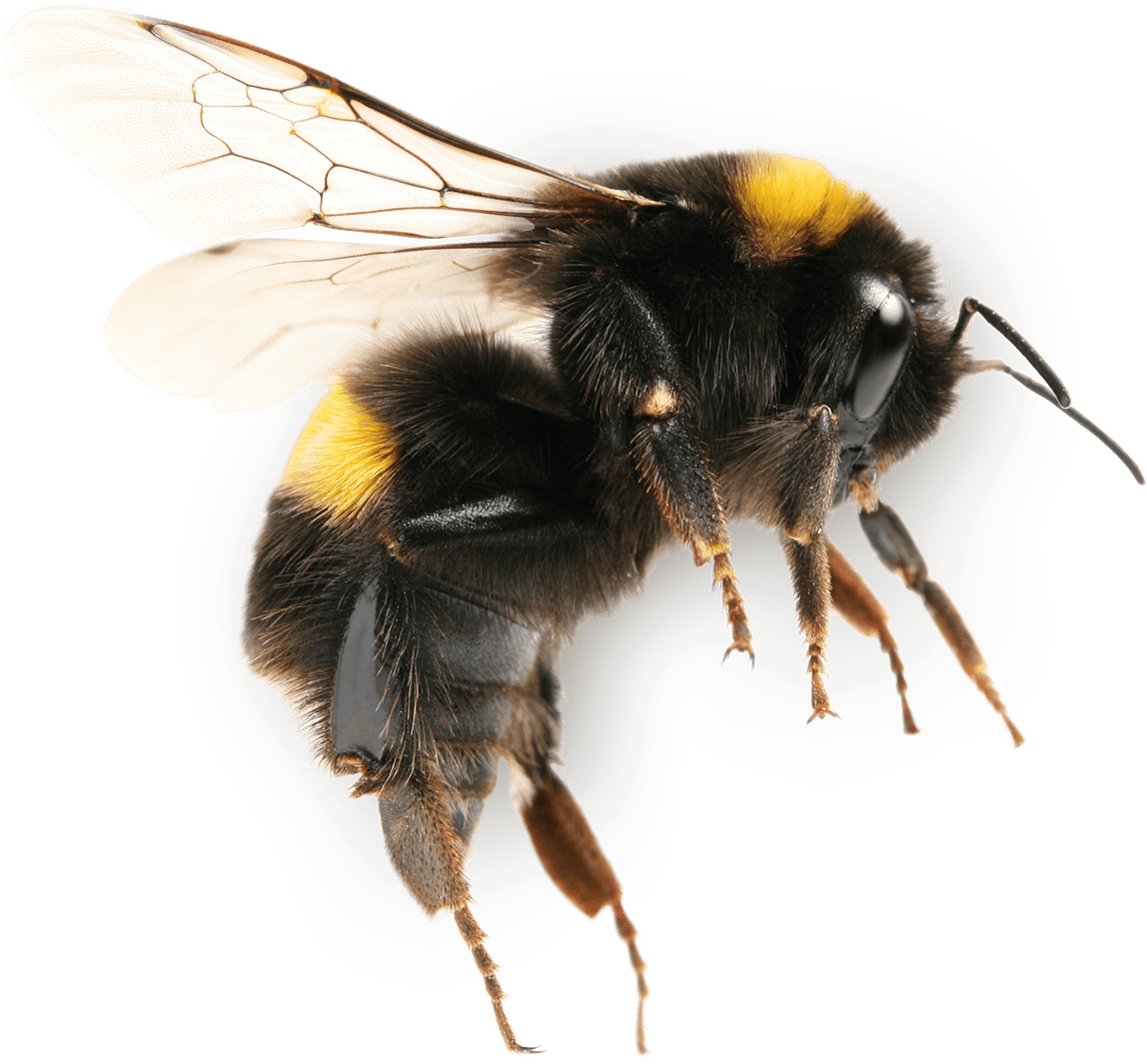 Economic Of Pollination Modern Agriculture - Bumble Bee Flying White ...