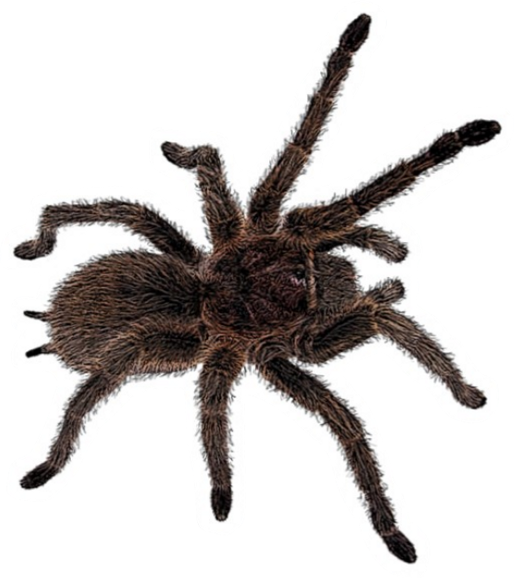 Download Insect Sticker - Tarantula Transparent Clipart Png Download ...