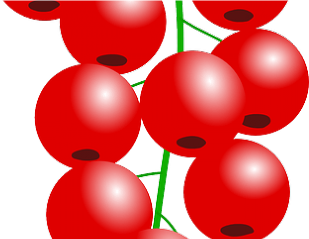 Red Currant Vector Clipart - Large Size Png Image - PikPng