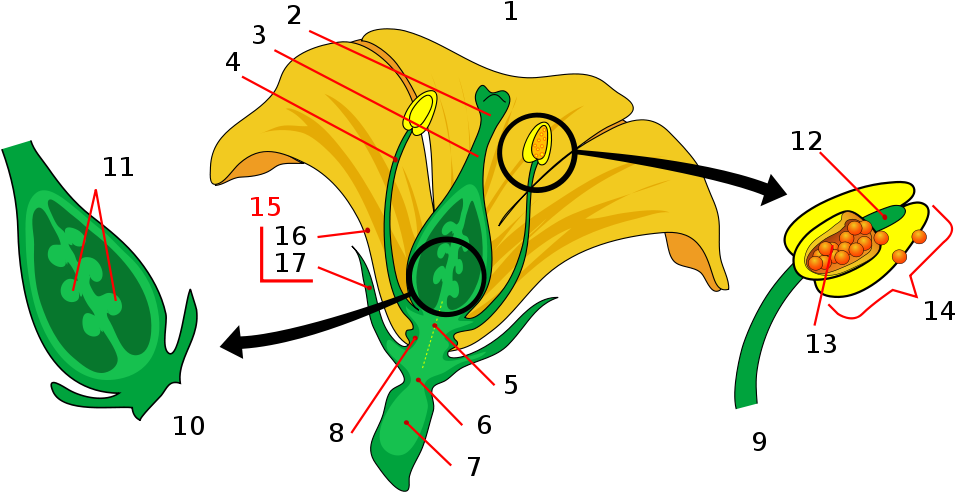 Flor - Parts Of A Flower Clipart - Large Size Png Image - PikPng