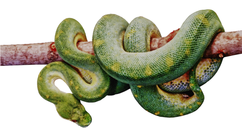 Serpent - Transparent Blue Snake Png Clipart - Large Size Png Image ...