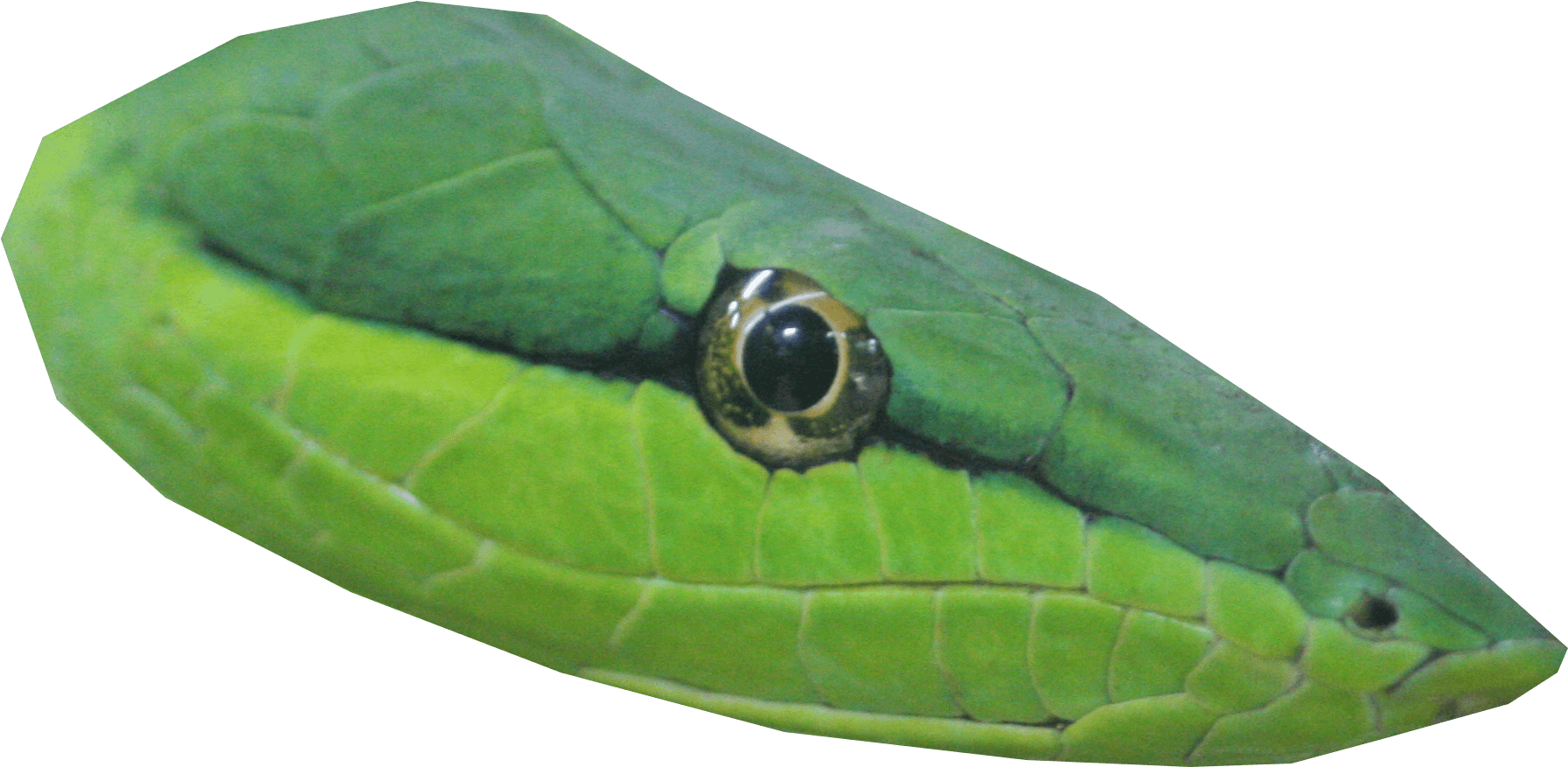 Transparent Snake Head , Png Download Clipart - Large Size Png Image ...