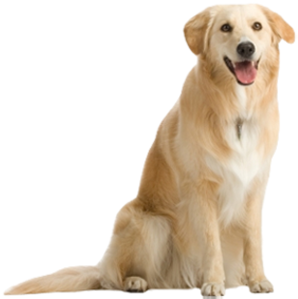 Dog Png For Designing - Real Dog Png Clipart - Large Size Png Image ...