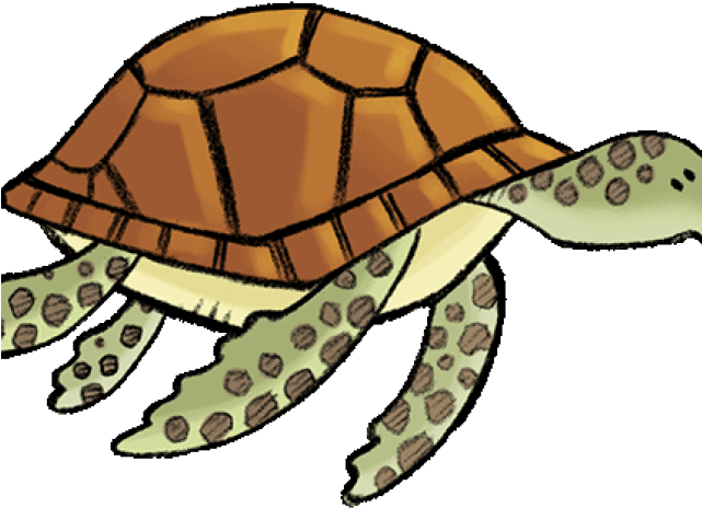 Eastern Box Turtle Clipart - Large Size Png Image - PikPng