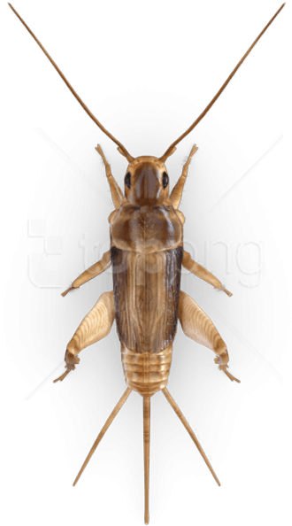 Free Png Download Cricket Insect Png Images Background - Cricket ...