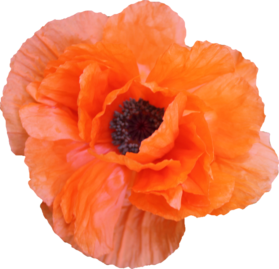 Poppy Clipart - Large Size Png Image - PikPng