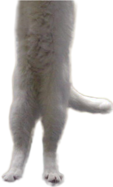 Long Cat Png - Render Clipart - Large Size Png Image - PikPng