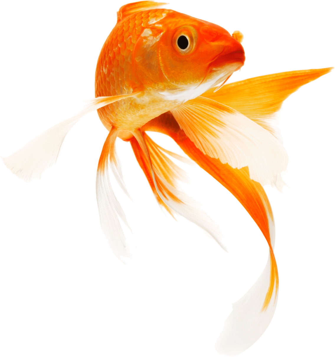 Gold Fish Png Clipart - Large Size Png Image - PikPng
