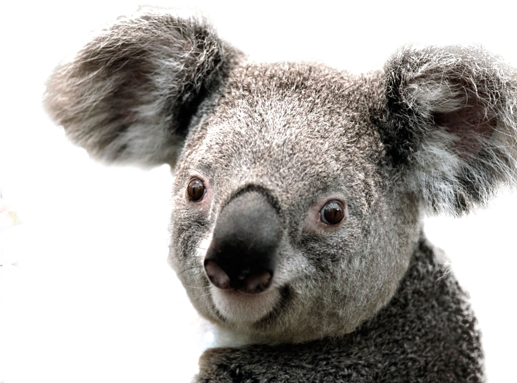 Koala Png Image Background - Koala Png Clipart - Large Size Png Image ...