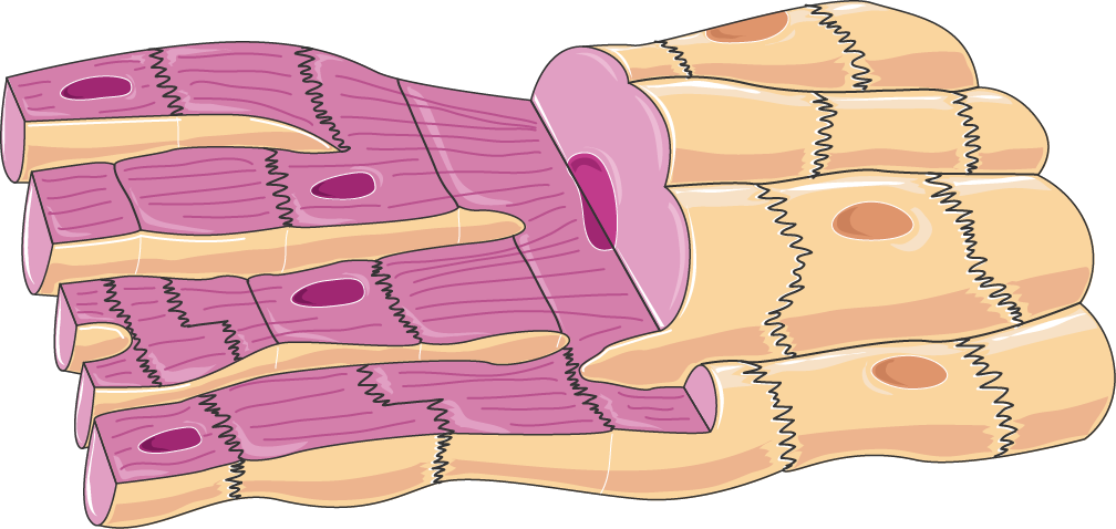 Download The Image - Cardiac Muscle Cell Cartoon Clipart - Large Size ...