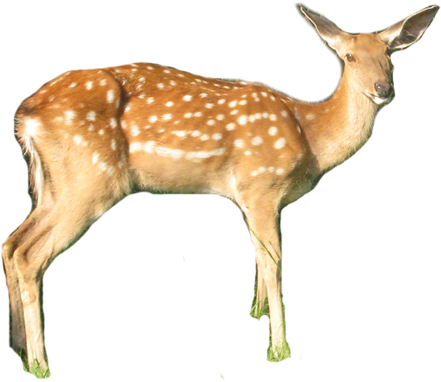 White-tailed Deer Clipart - Large Size Png Image - PikPng