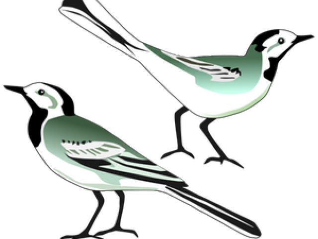 Wagtail Clipart - Png Download - Large Size Png Image - PikPng